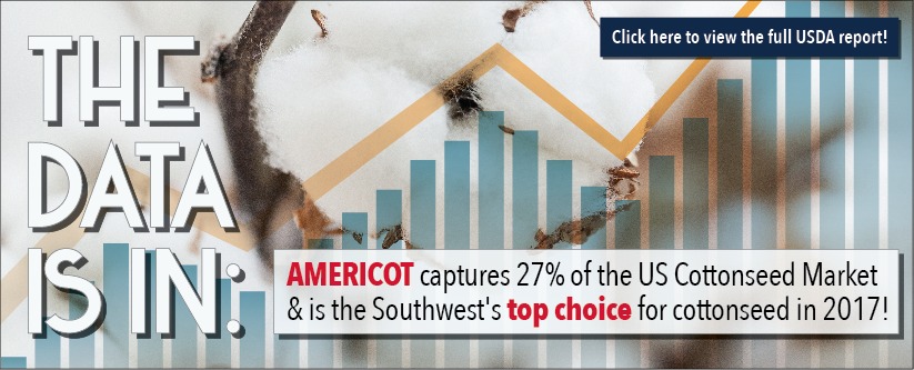 Americot | High-Quality Cotton with Excellent Fiber | Americot & NexGen ...